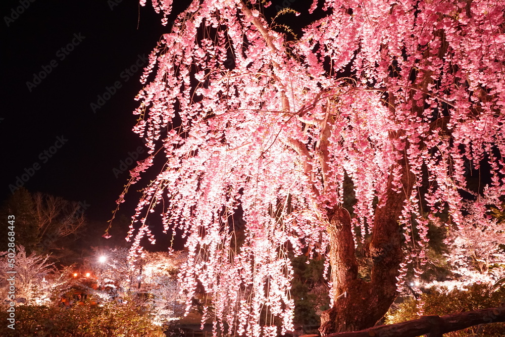 Illuminated Drooping Pink Sakura or Cherry Blossom Flower at Hirosaki ...