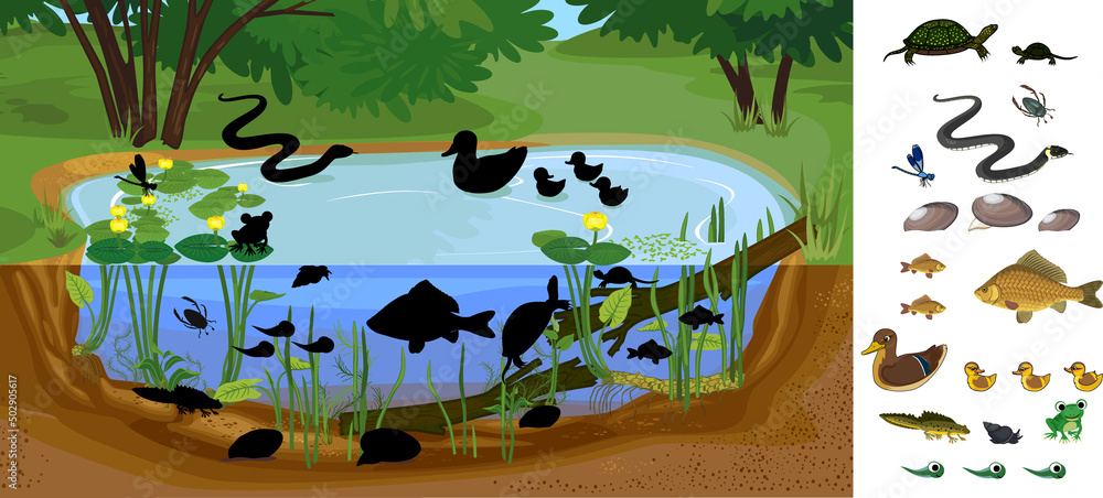 Find the right shade. Ecosystem of pond with different animals (birds ...