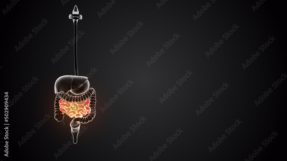 Small intestine with internal organs Stock Illustration | Adobe Stock