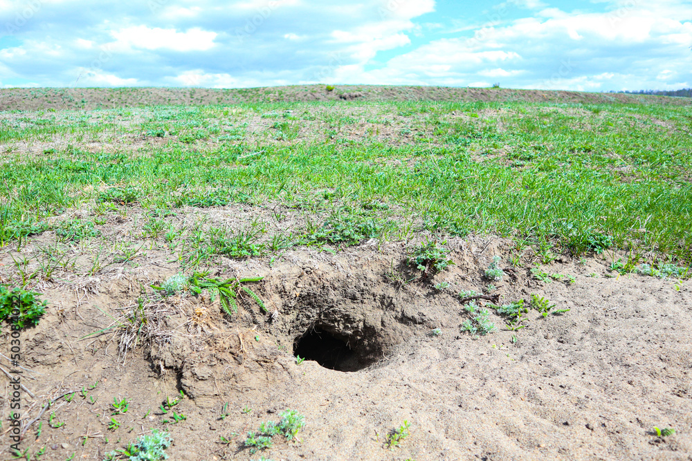 a gopher burrow in a meadow. a rodent burrow. landscape field and skya ...