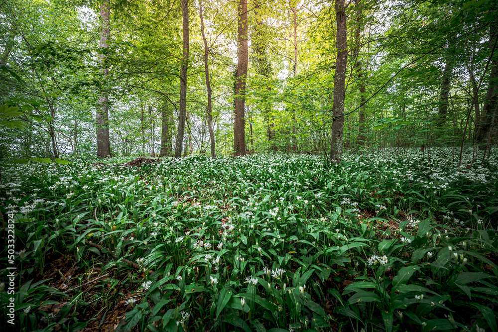 Young wild wild garlic in the spring forest. Young sprouts with flowers ...