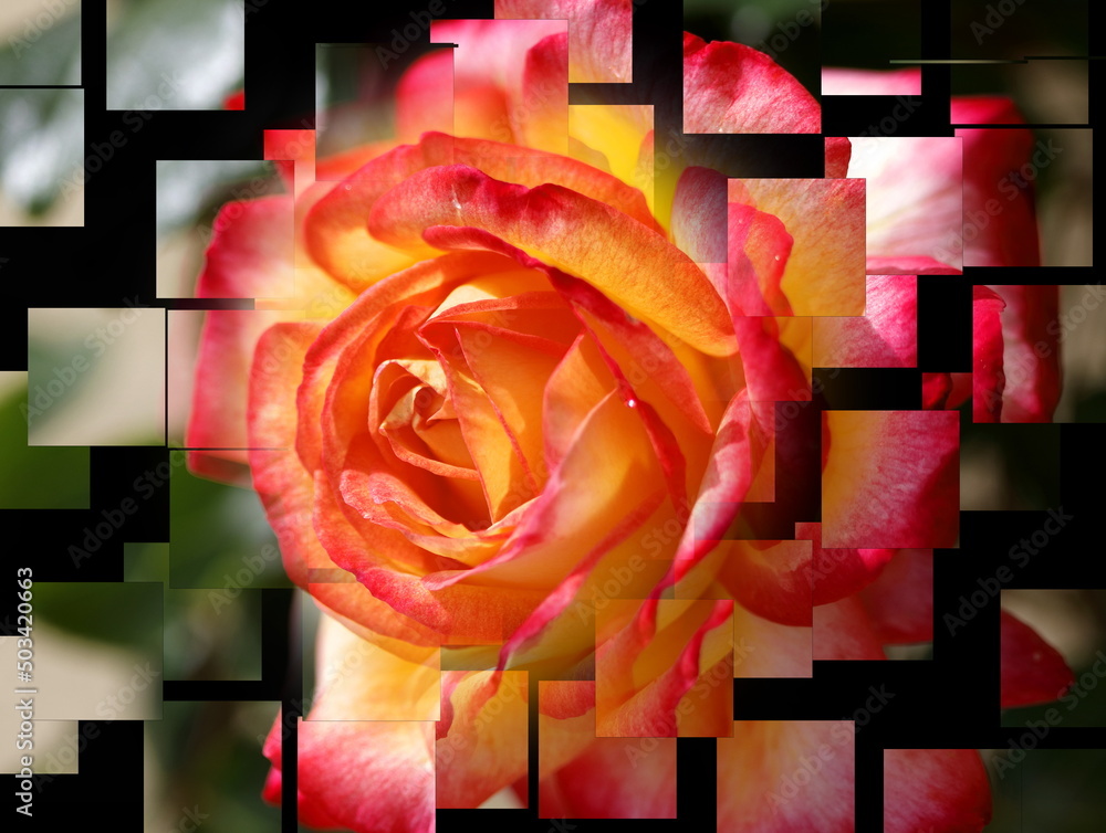 artistic composition of rose flowers with quadrilateral effects ...