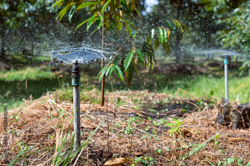 Sprinkler watering small durian tree in the gardening, agriculture in ...