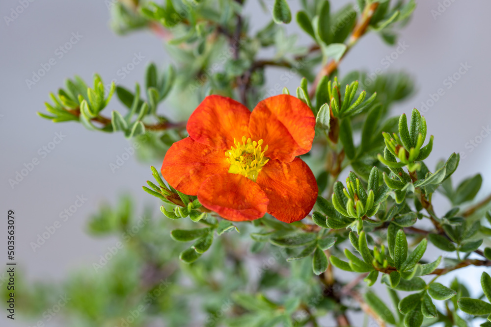 Dasiphora fruticosa subsp. fruticosa. (synonym Potentilla fruticosa). It's also called shrubby ...