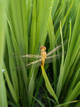 Yellow Damselfly Close-up Free Stock Photo - Public Domain Pictures