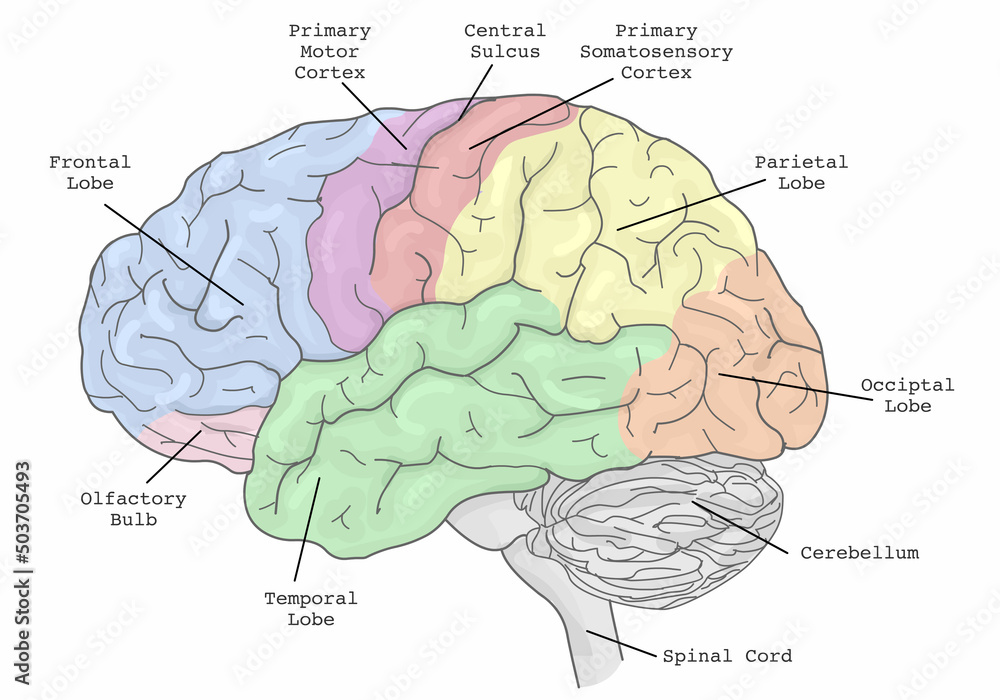 Brain areas parts functions, regions anatomy. Frontal, Primary Motor ...
