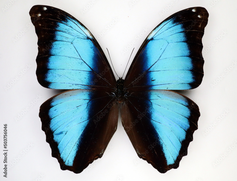Morpho butterfly blue black color. Morpho deidamia. Isolated ...