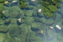 Small Rock Pond Free Stock Photo - Public Domain Pictures