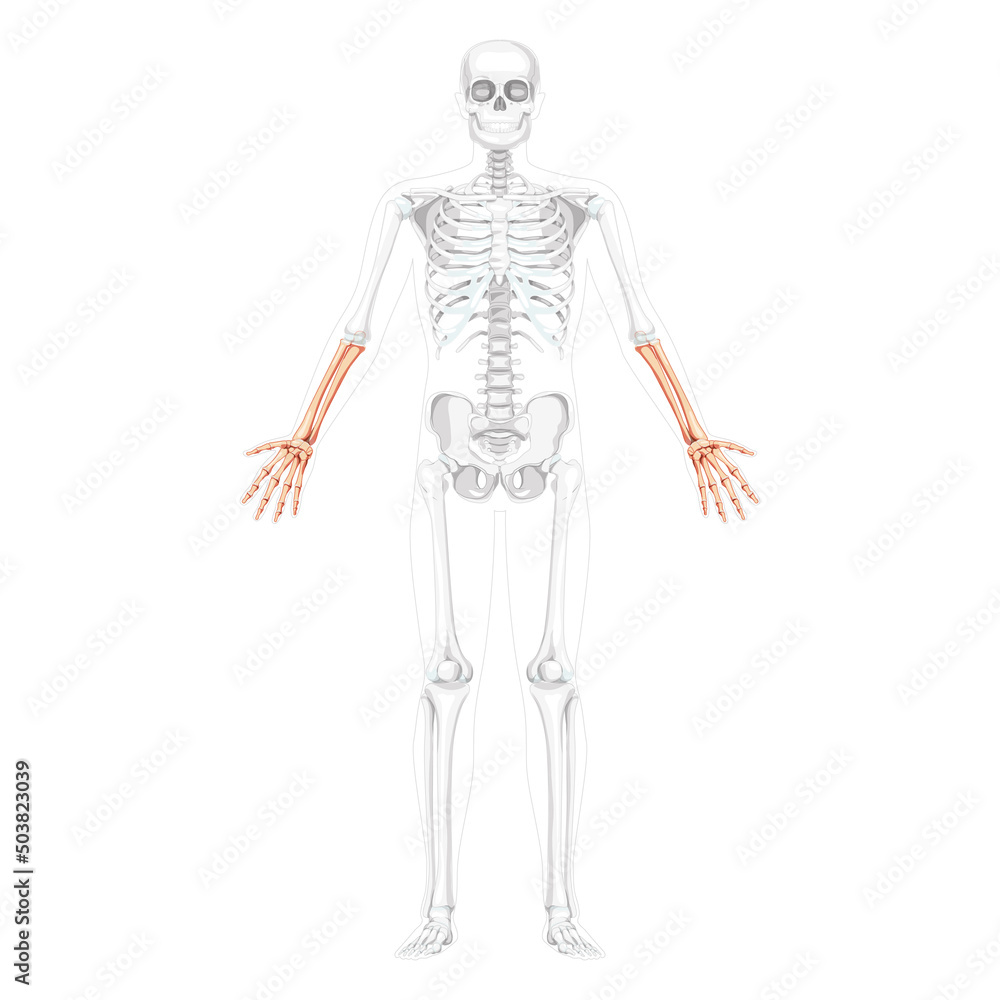 Skeleton Forearms Human hand front Anterior ventral view with two arm ...