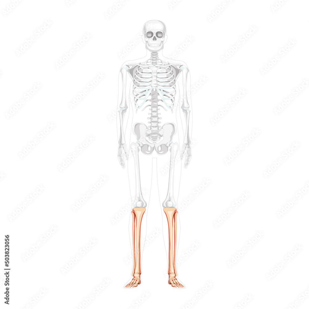 Skeleton leg tibia, fibula, Foot, ankle Human front Anterior view with ...