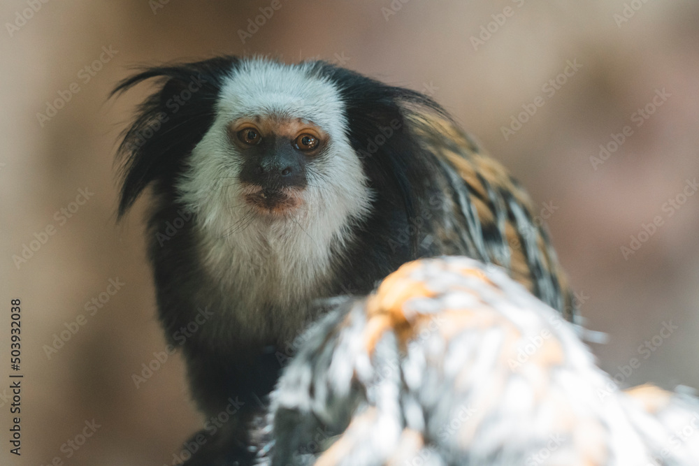 Pequeño primate en rama de un soporte de la jaula de un zoo Stock Photo ...