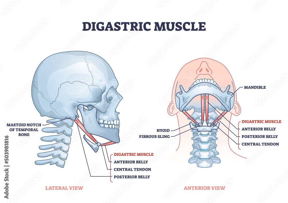 Vector de Stock Digastric muscle with human facial neck and chin ...