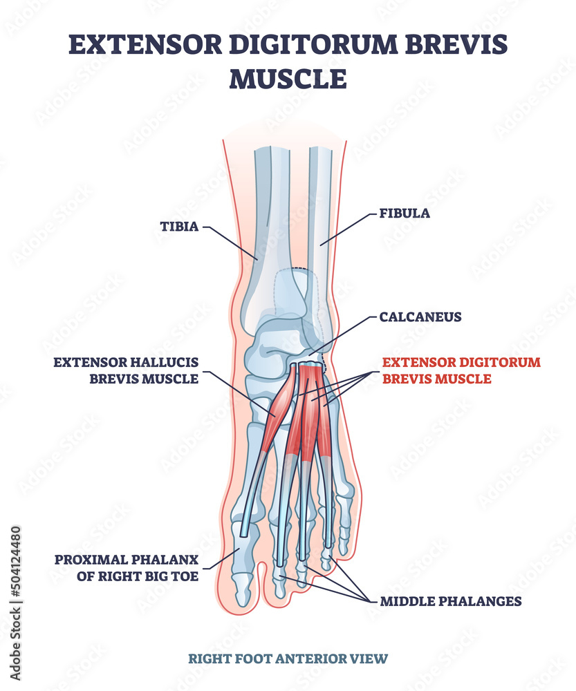 Extensor Digitorum Foot