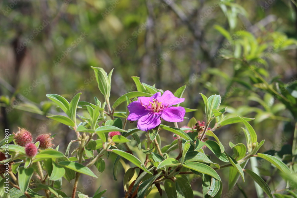 Melastoma malabathricum, known also as Malabar melastome, Indian ...