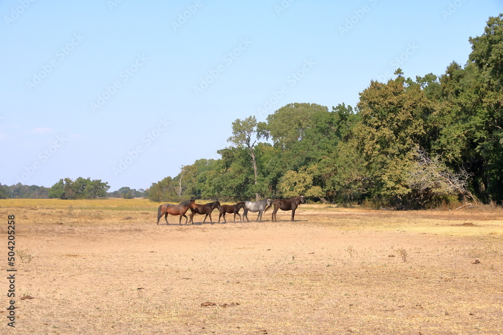 Wild horses in Letea forest from Danube Delta in Romania Stock Photo ...