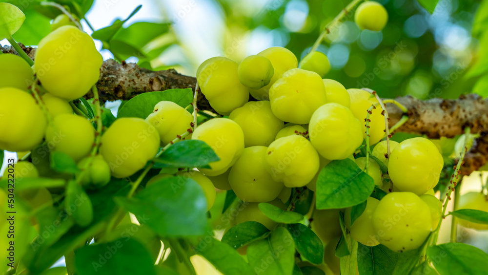Phyllanthus acidus, known as the Otaheite Gooseberry, Malay, Tahitian ...