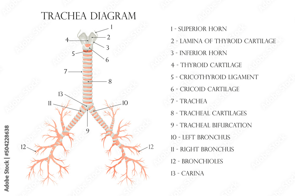 Vector medical educational biological chart for trachea diagram ...