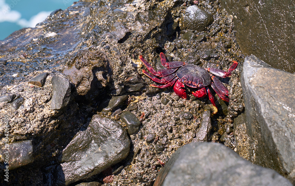 Crab Grapsus grapsus, known as the red rock crab, one of the most ...