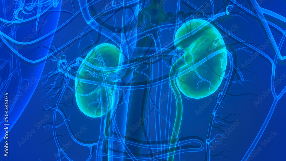 Human Urinary System Kidneys Anatomy Stock Illustration | Adobe Stock