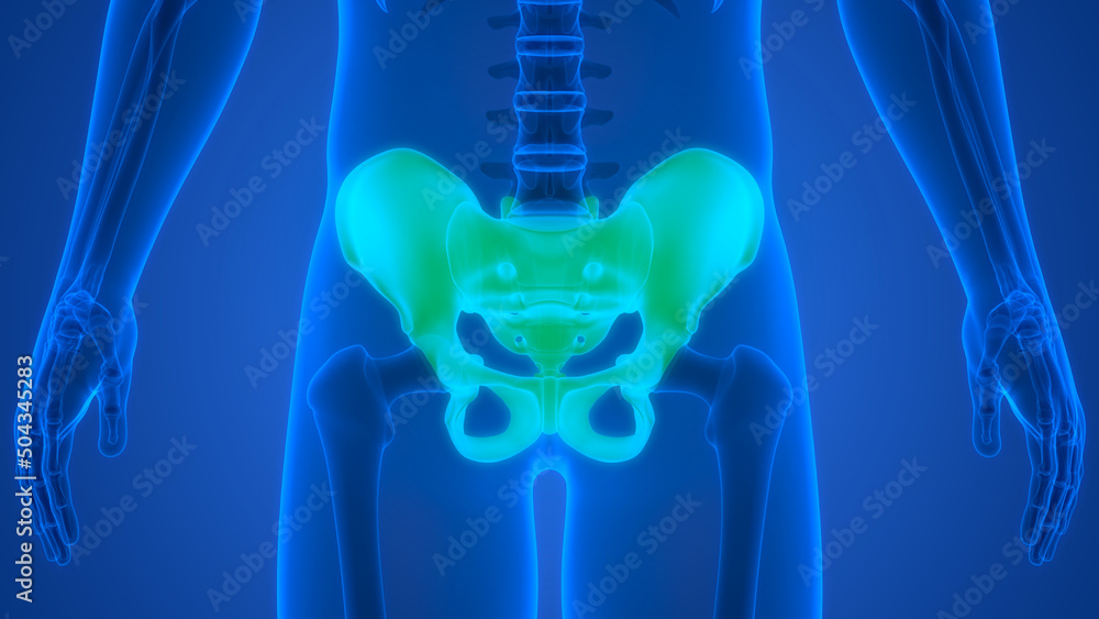 Human Skeleton System Pelvic Girdle Anatomy Stock Illustration | Adobe ...