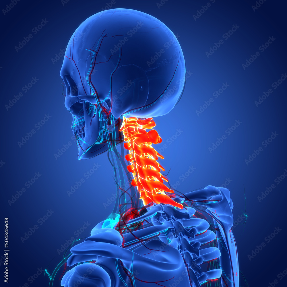 Ilustración de Stock Spinal Cord Vertebral Column Cervical Vertebrae of ...