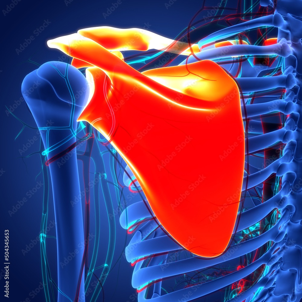 Human Skeleton System Pectoral Girdle Anatomy Stock Illustration ...