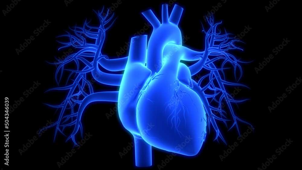 Human Circulatory System Heart Anatomy Stock Illustration | Adobe Stock