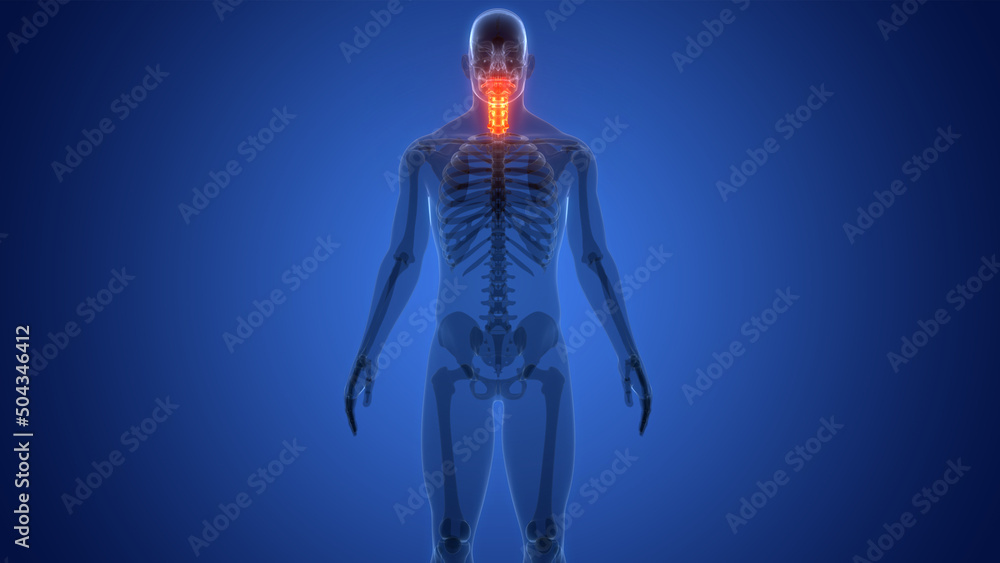 Spinal Cord Vertebral Column Cervical Vertebrae Of Human Skeleton 9459