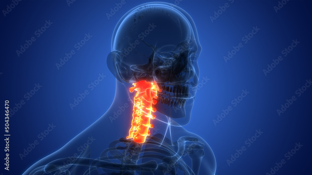 Ilustración de Stock Spinal Cord Vertebral Column Cervical Vertebrae of Human Skeleton System ...