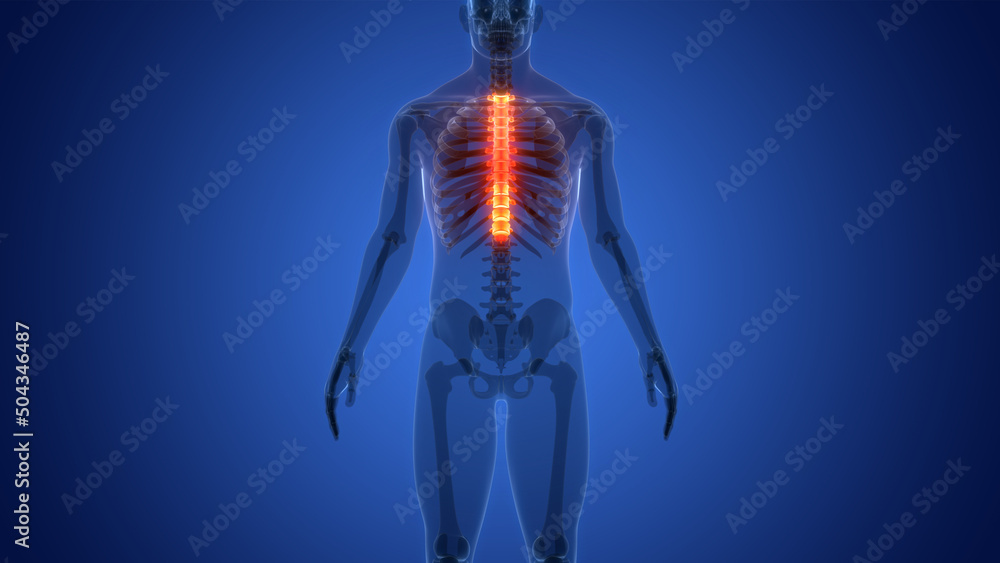 Ilustración de Stock Spinal Cord Vertebral Column Thoracic Vertebrae of ...