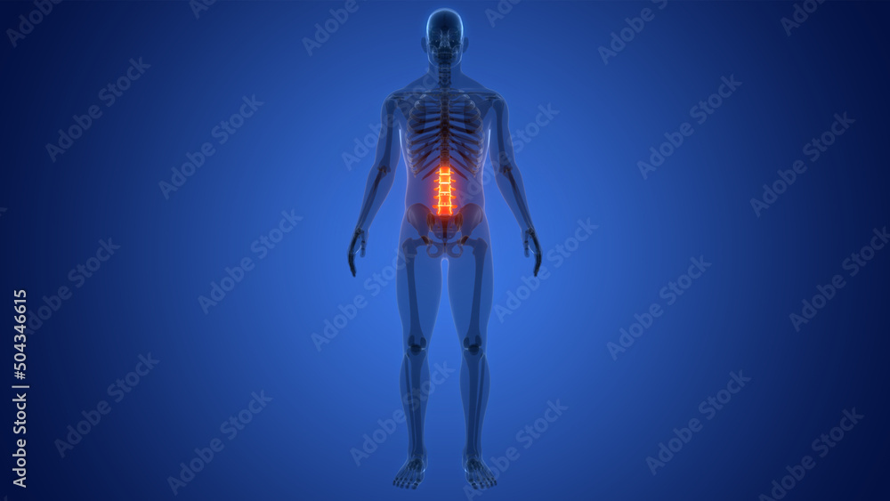 Spinal Cord Vertebral Column Lumbar Vertebrae of Human Skeleton System ...