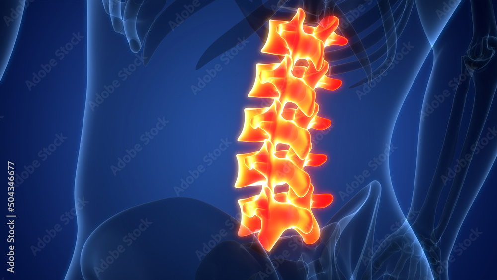 Ilustración de Stock Spinal Cord Vertebral Column Lumbar Vertebrae of ...