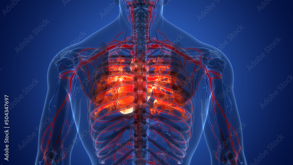 Human Circulatory System Heart Anatomy Stock Illustration | Adobe Stock