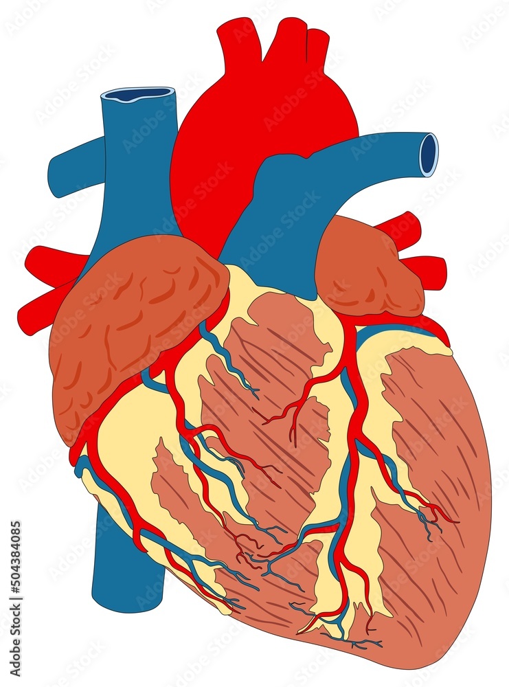 Human exterior heart muscle anatomy infographic diagram for physiology ...