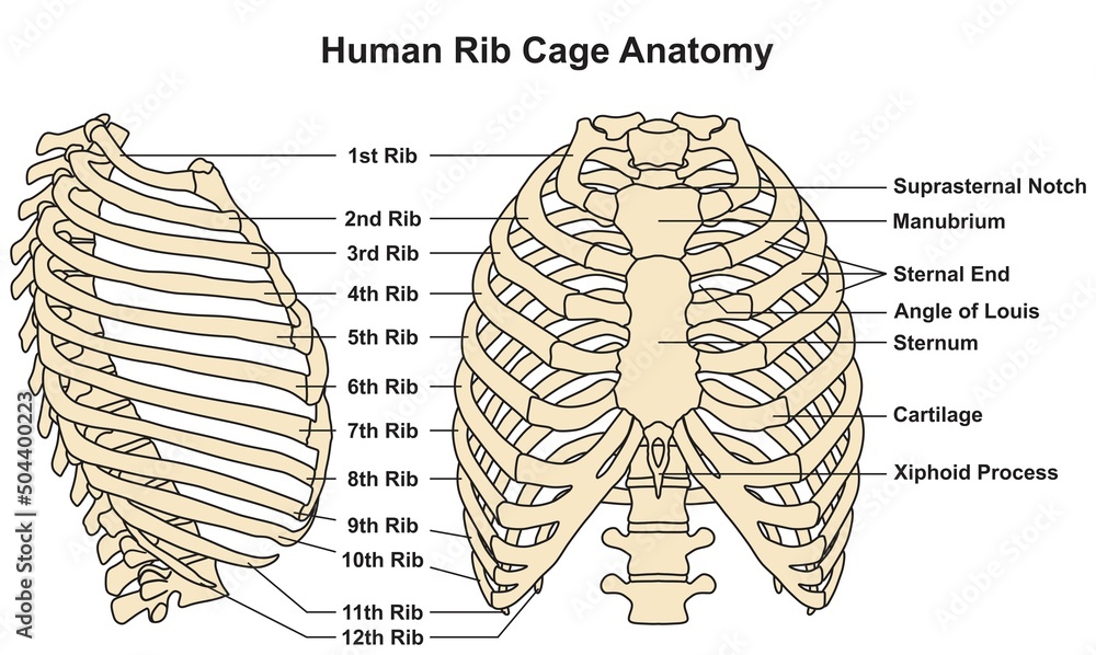 Human rib cage anatomy infographic diagram structure and parts bones ...
