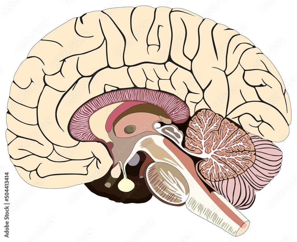 Median section of human brain infographic diagram nervous system ...