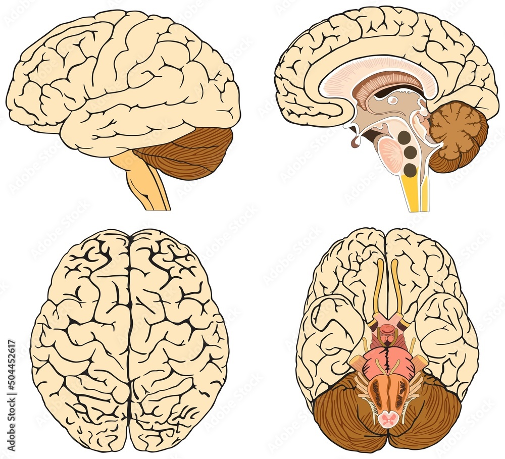 Human brain anatomy infographic diagram lateral sagittal top superior ...