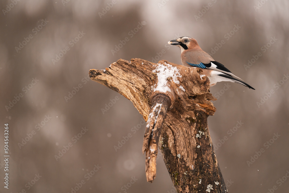 Jay With A Piece Of Ice In Its Beak Under A Snowfall Stock Photo ...