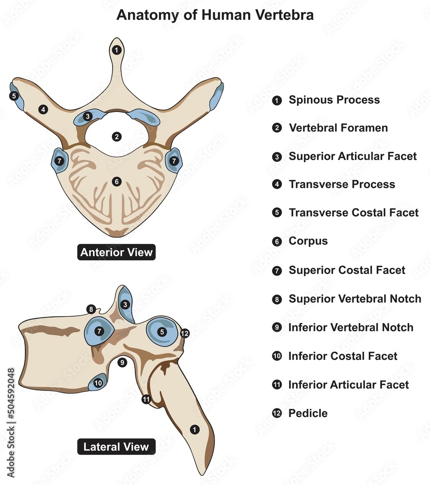 Vector de Stock Anatomy of human vertebra structure infographic diagram ...
