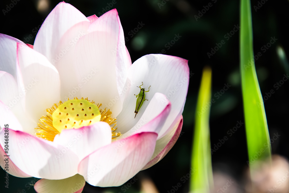 Green insect on petal of pink lotus-lily or Nelumbo nucifera (Sacred ...