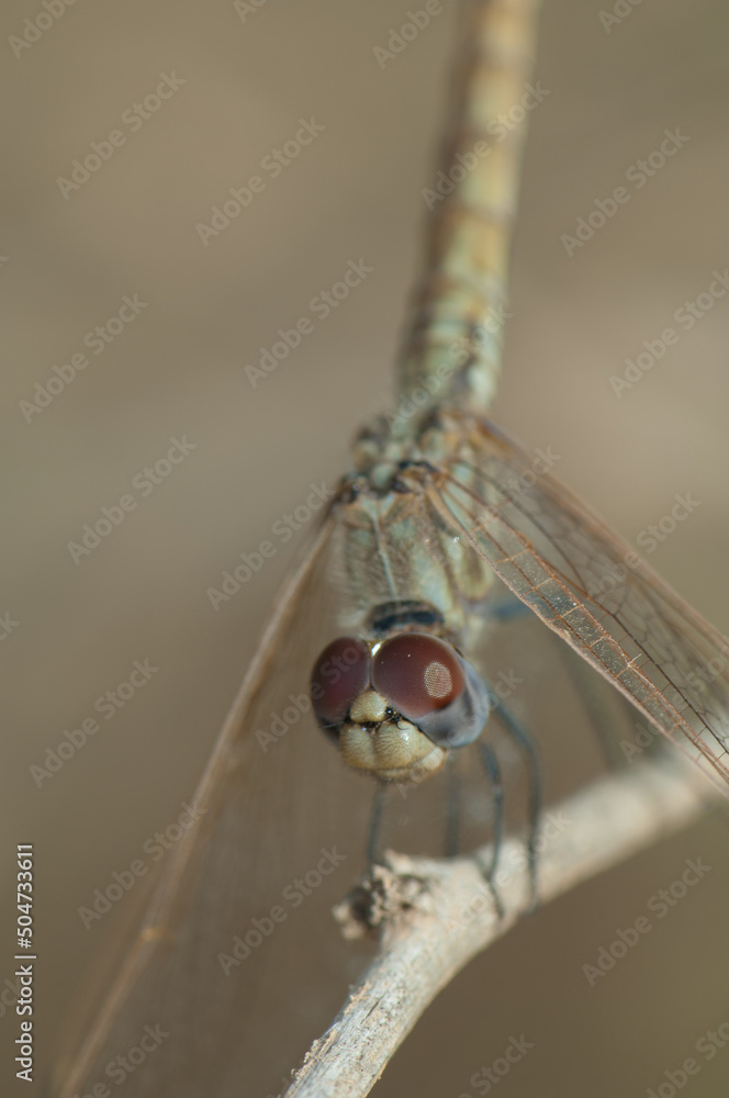 Female violet dropwing Trithemis annulata. Langue de Barbarie National ...