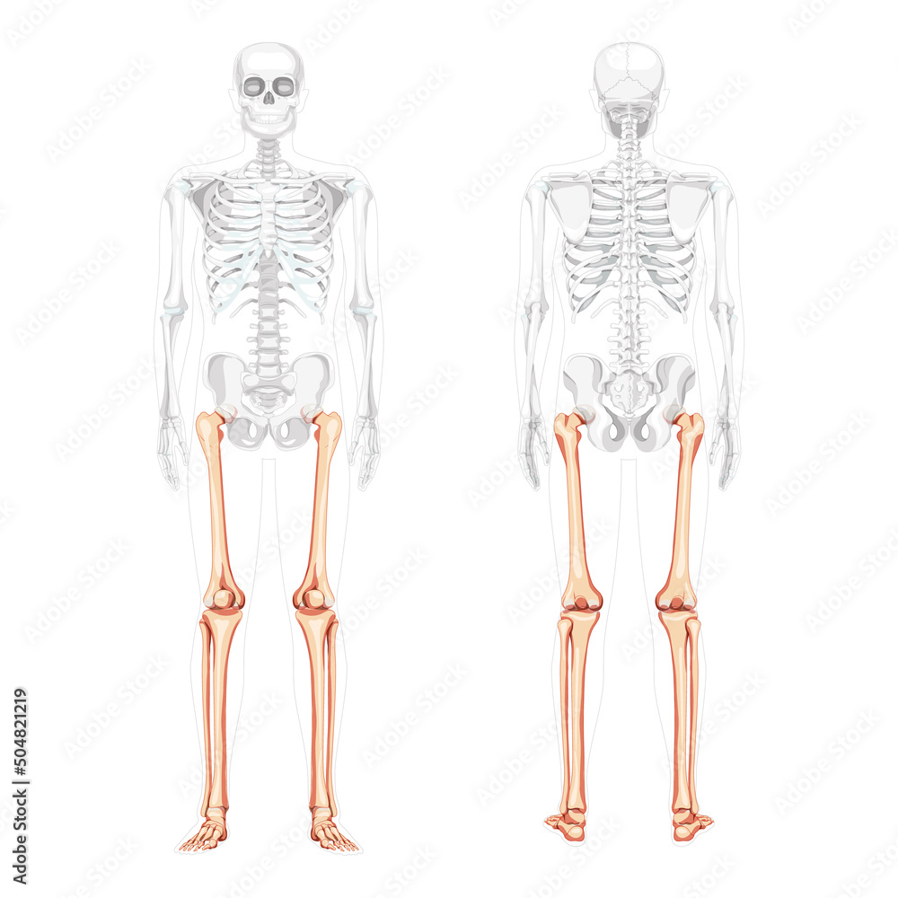 Skeleton Thighs and legs lower limb Human front back view with partly ...