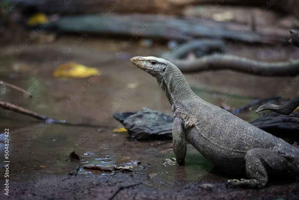 Bengal Monitor Lizard (varanus bengalensis) or common Indian monitor ...
