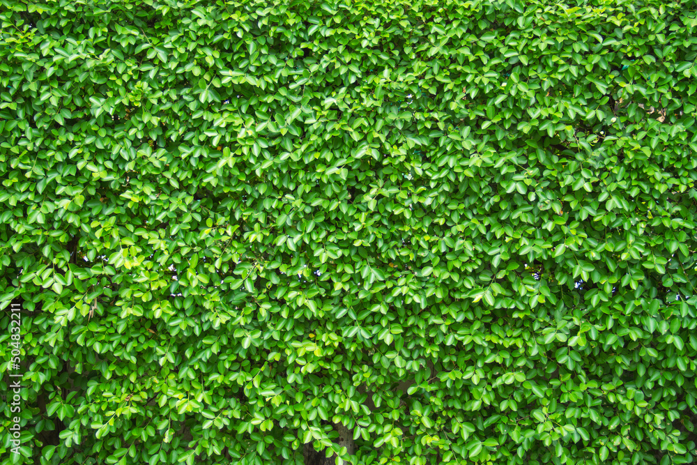 Green Leaves texture background wallpaper. Stock Photo | Adobe Stock