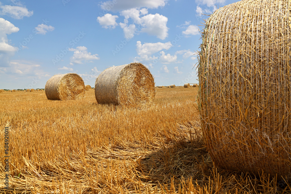 Crop wheat rolls of straw in a field after wheat harvested in ...