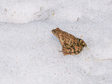 Snow Frog Free Stock Photo - Public Domain Pictures