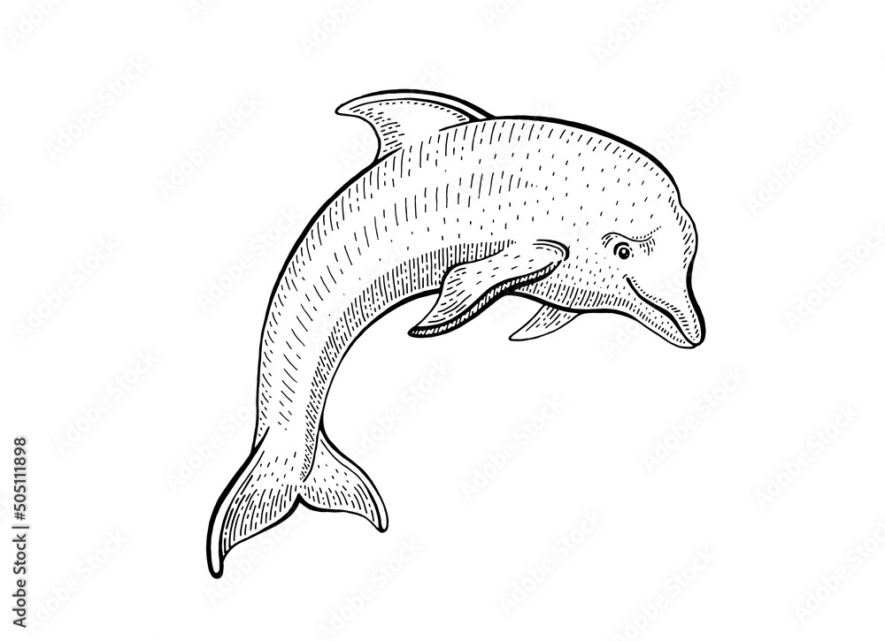 Dolphin vector. Sketch drawing illustration. Line sea dolphin. Vintage ...