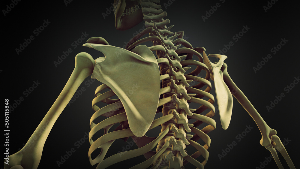 Human skeleton Scapula Bone Anatomy Stock Illustration | Adobe Stock
