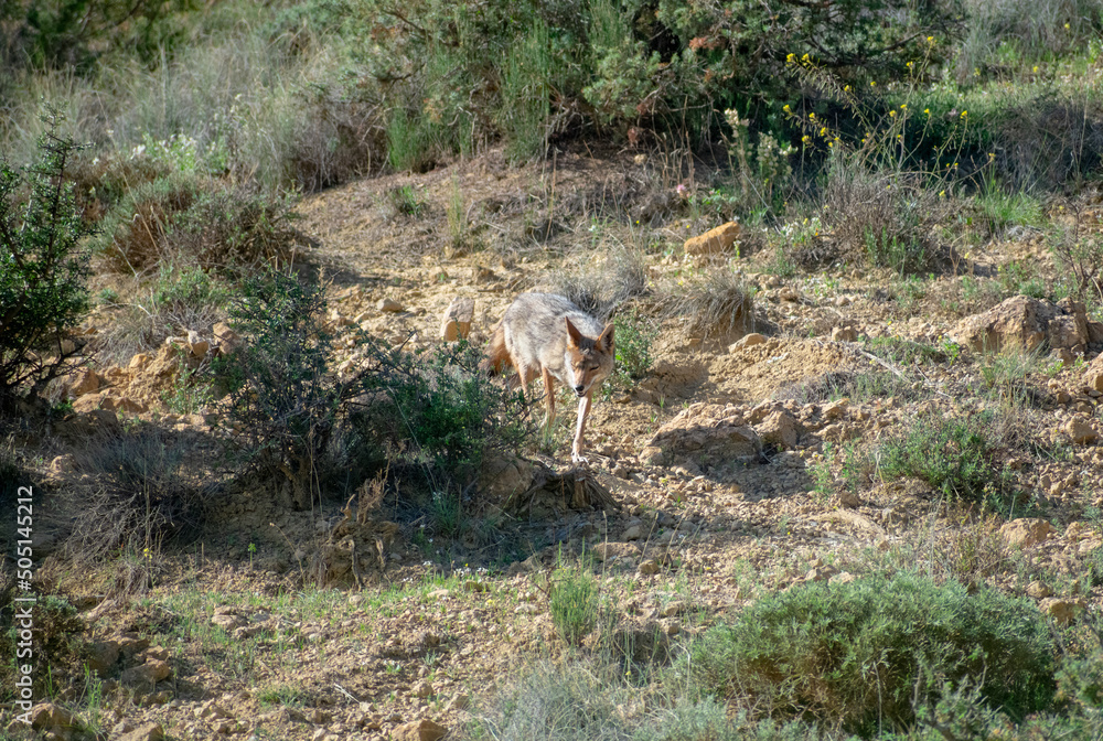 African Golden Wolf (Canis lupaster) Stock Photo | Adobe Stock