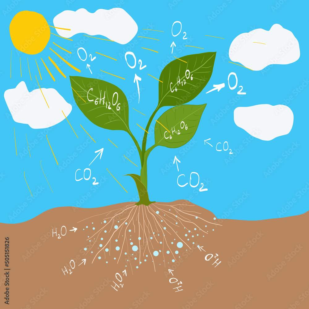 Stock-Vektorgrafik „Oxygen cycle vector illustration. Labeled ...